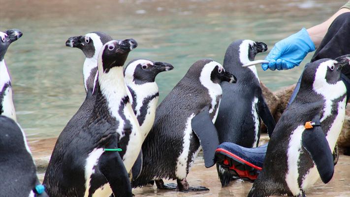 Lehigh Valley Zoo welcomes 3 new penguins | Lehigh Valley Regional News ...