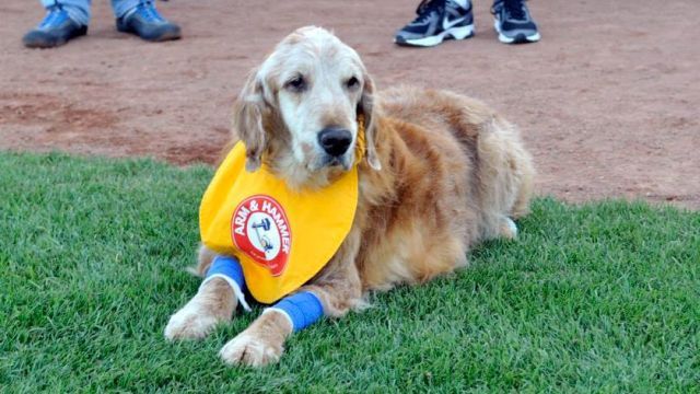 Chase, Trenton Thunder's bat-retrieving dog, dies | New Jersey News ...