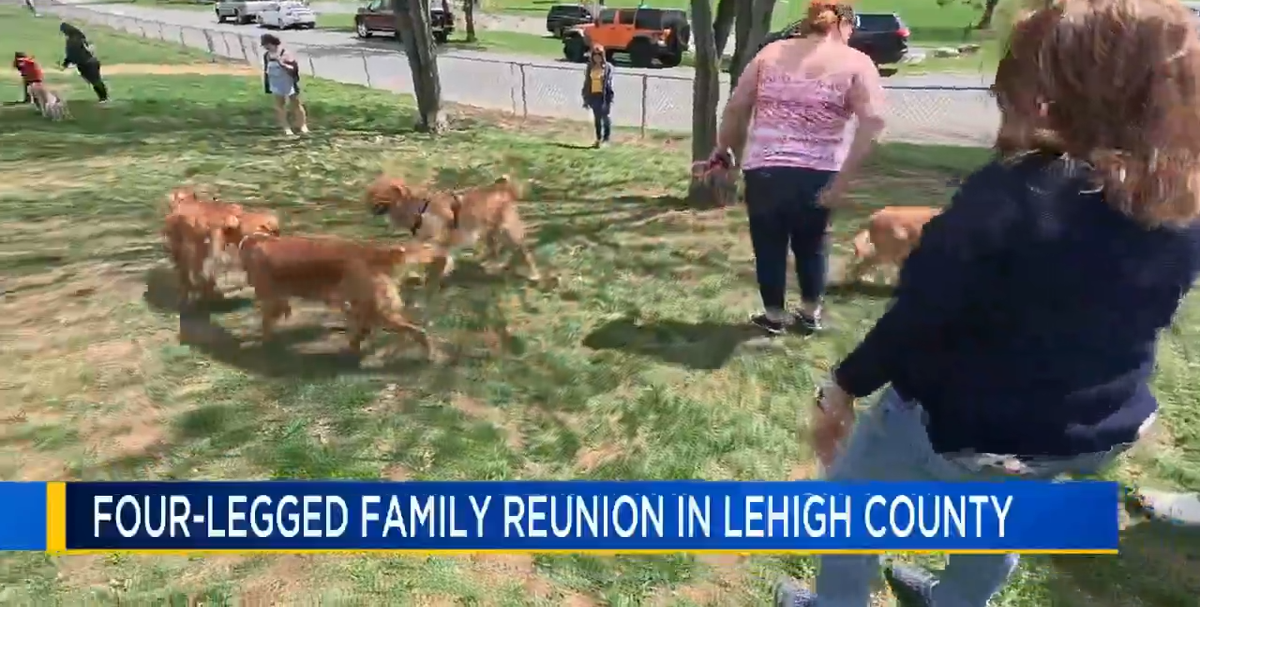 11 puppies reunite for first birthday in Lehigh County | Lehigh Valley ...
