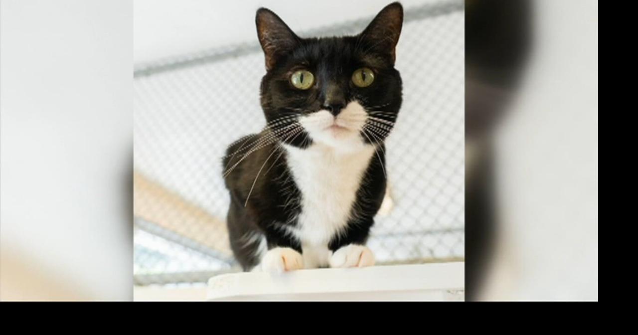 Furry Friends: Mia and Chipper | Reading Area | wfmz.com