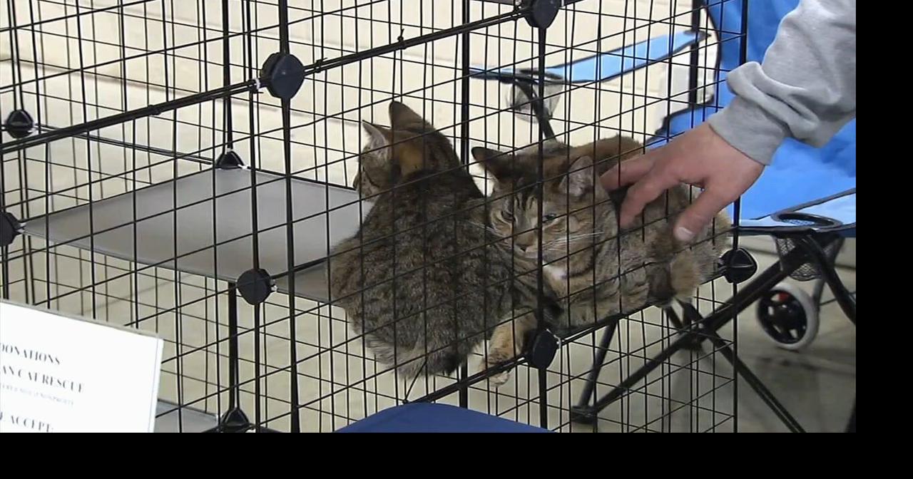 Lehigh Valley Pet Expo features animals from pigs, reptiles to dogs and ...