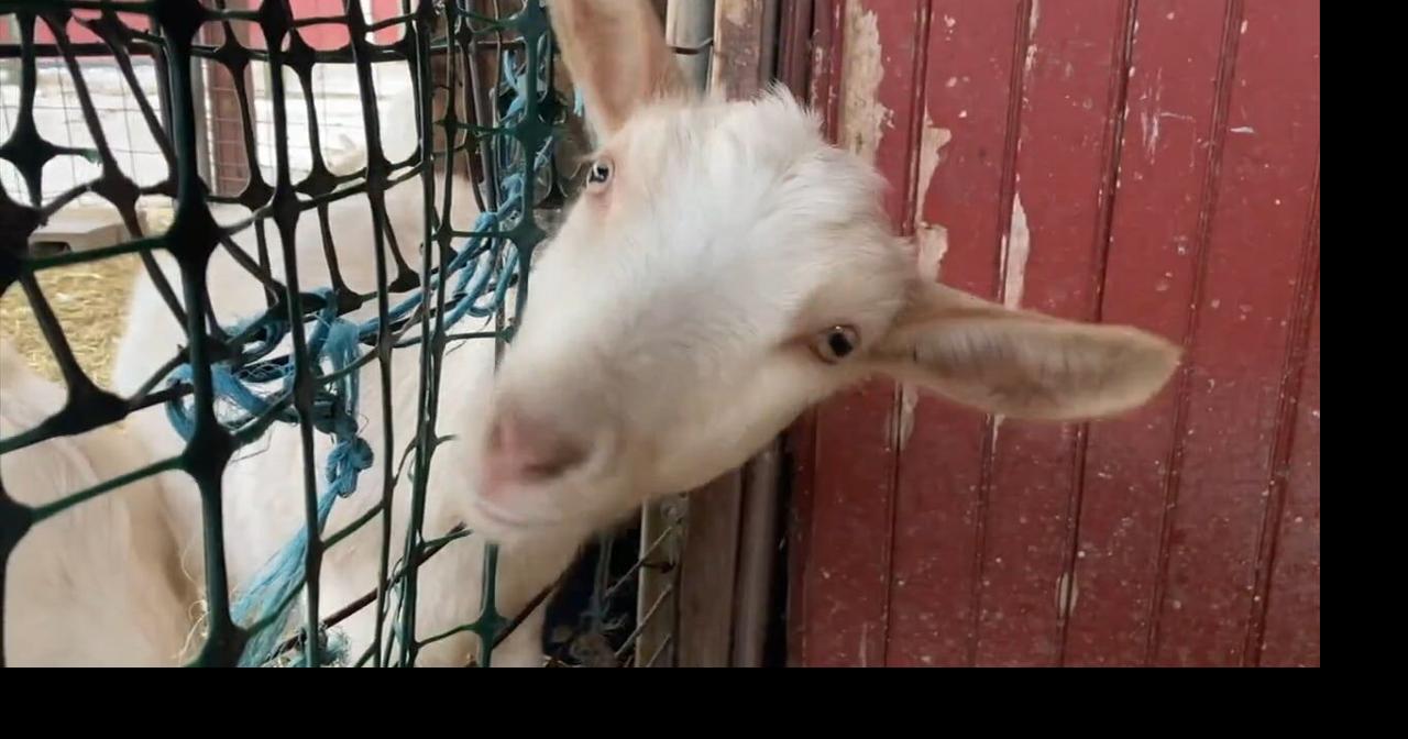 Donated Christmas trees provide a tasty treat for animals at Lehigh ...