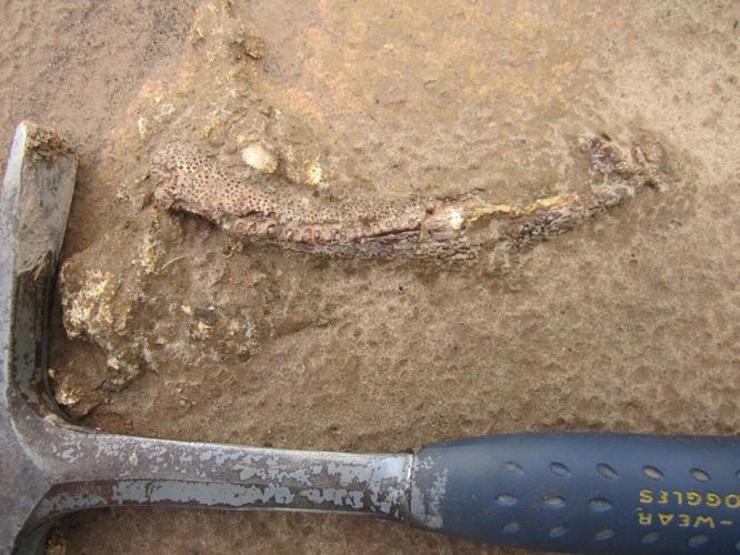 Creature with twisted jaw and sideways-facing teeth discovered ...