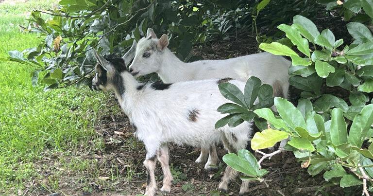 2 runaway goats captured in Doylestown | Southeastern Pennsylvania ...