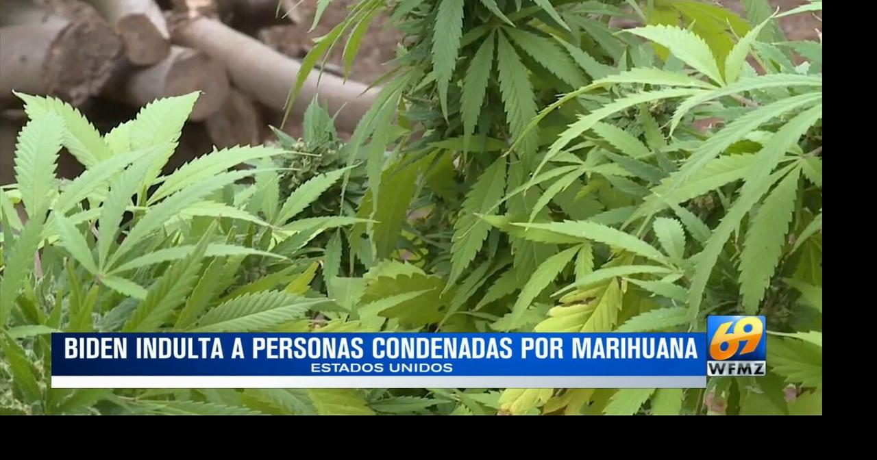 Biden Indulta A Personas Condenadas Por Posesión Simple De Marihuana