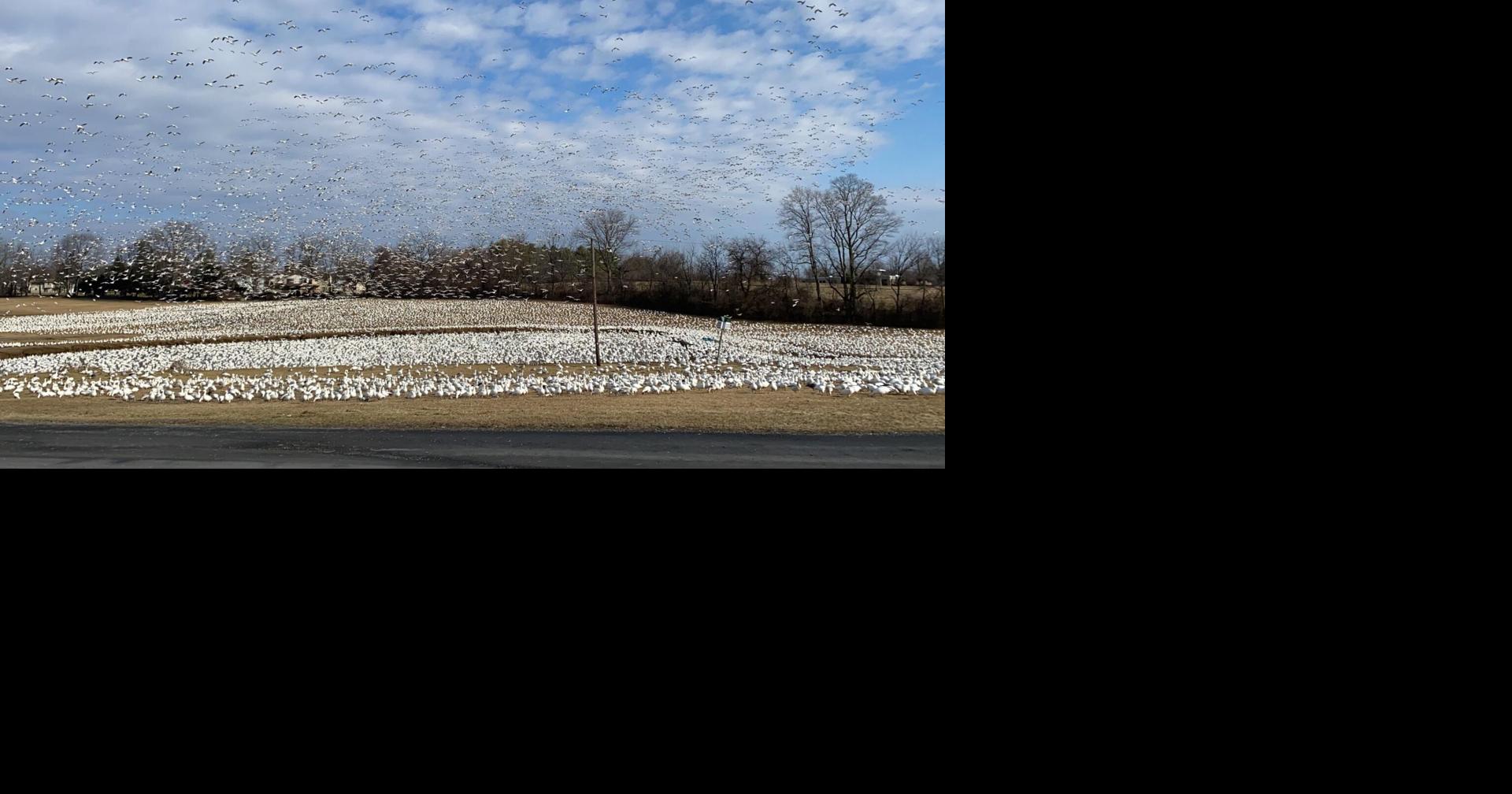 Why thousands of snow geese are in our region | Feature-belt | wfmz.com