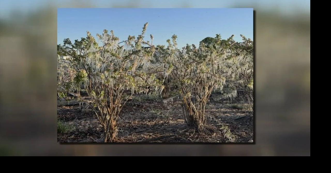 N.J. state estimates $300M in damage as freeze, drought hit farmers ...