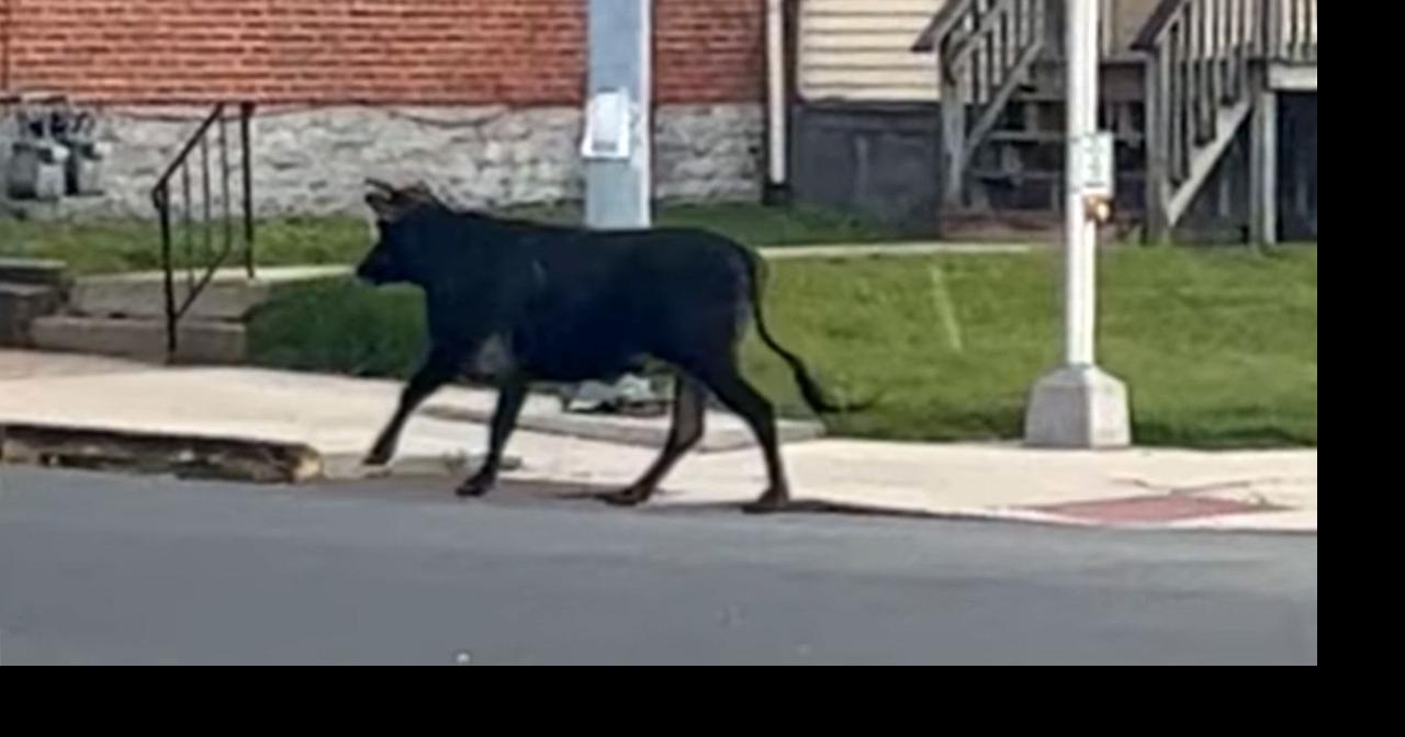 'Aggressive cow' spotted again on Kutztown University campus | Berks ...