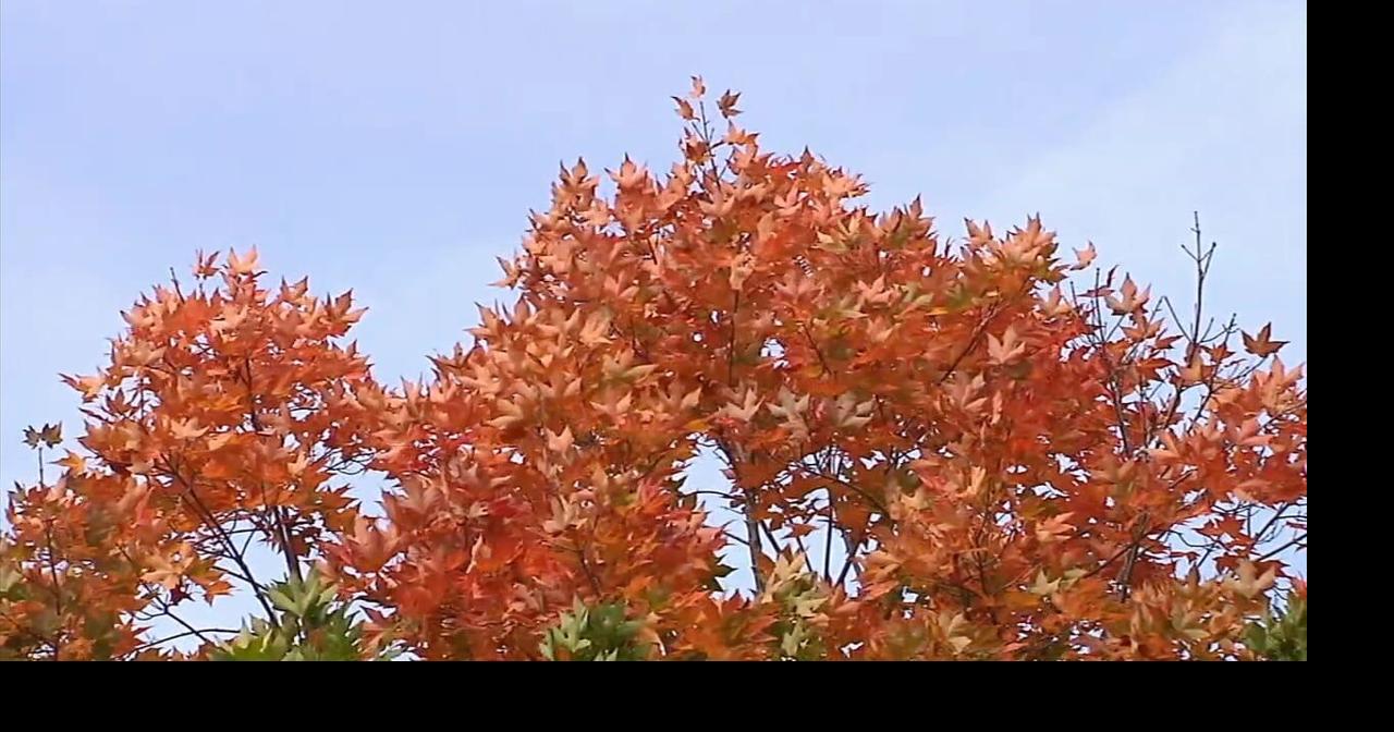 Weather playing big role in this year's foliage predictions; Pocono ...