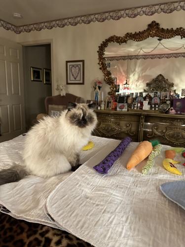 Chelsea | | wfmz.com