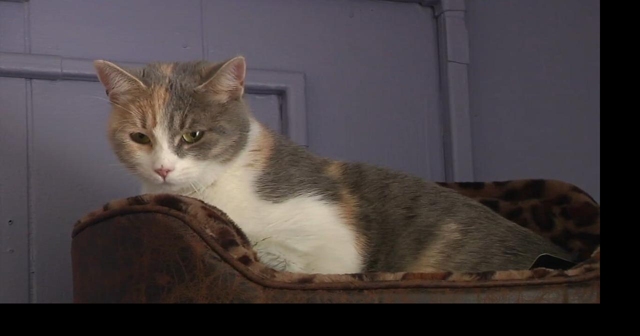 Lehigh Valley's latest cat rescue, Tails of Hope, to launch fully in ...