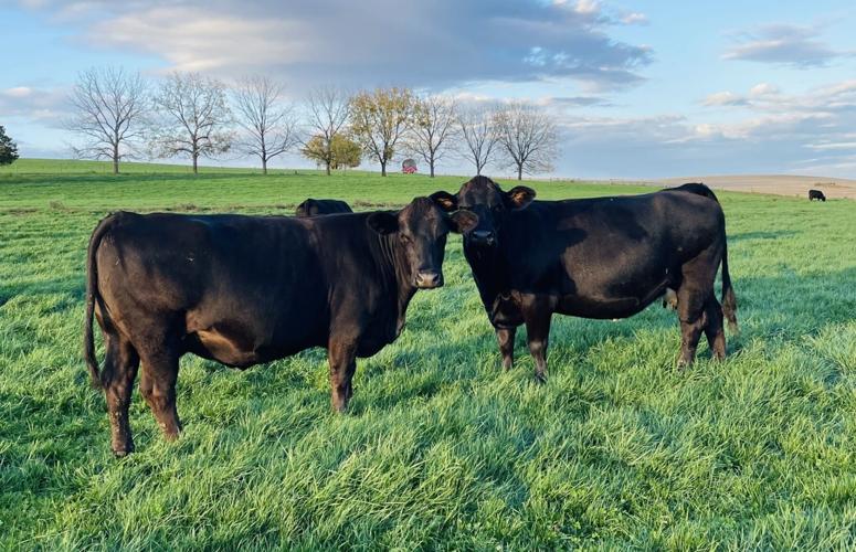 Berks County family farm opens 2nd store, offering local meats, cheeses ...