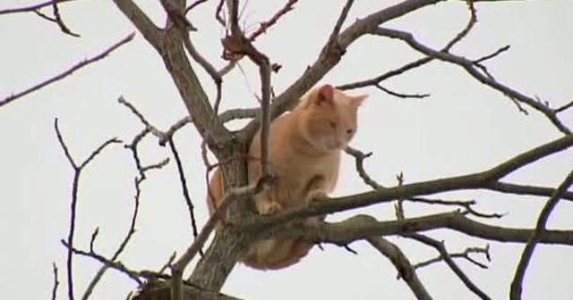 Stewie, the cat, is rescued from tree after two days | Inside Your Town ...
