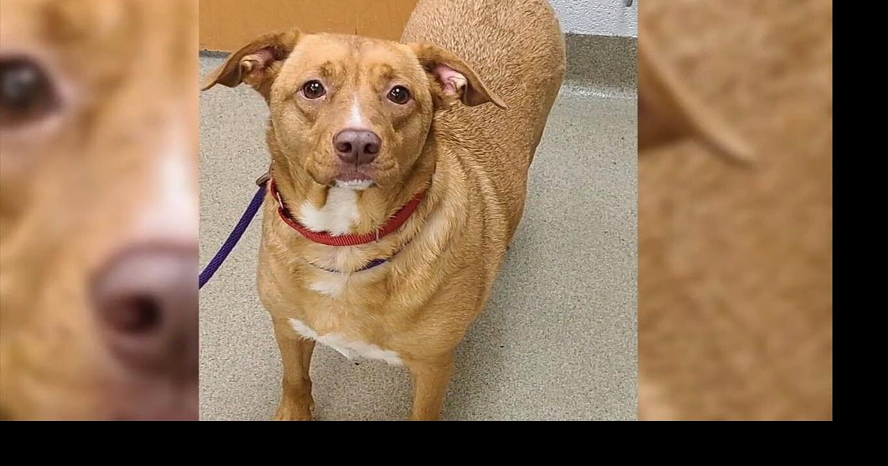 Furry Friends: Agent Jack Bauer & Maya | Community | wfmz.com