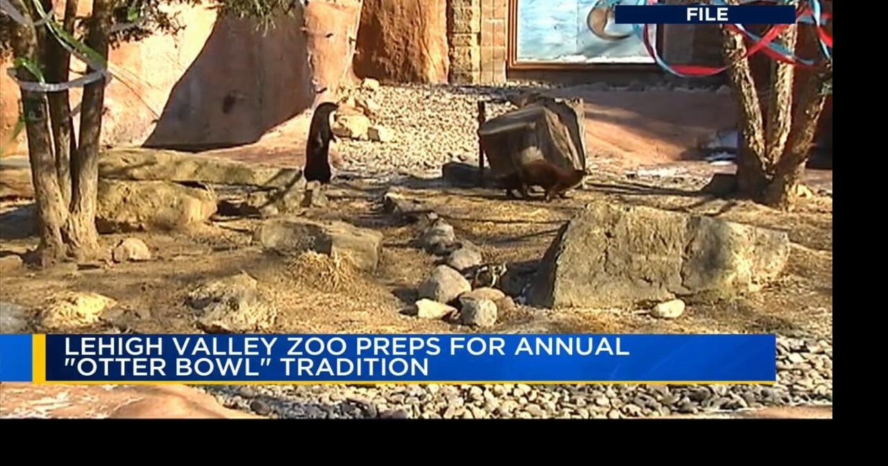 LV Zoo otters will make their Super Bowl predictions | Lehigh Valley ...
