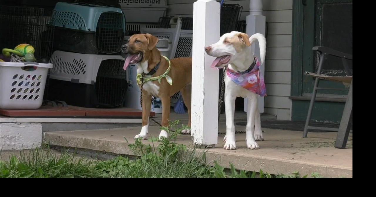 Furry Friends: Fox and Bear | Video | wfmz.com