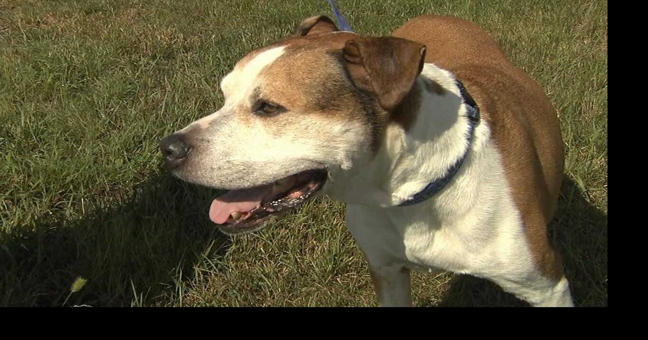 'He's a survivor': Dog named Buster looking for his forever home after ...
