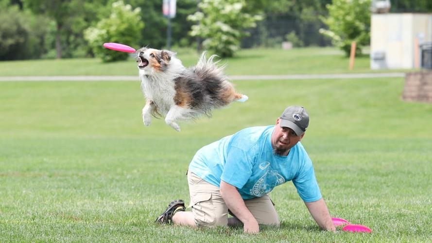Disc-Dog competition returning to Jim Dietrich Park Memorial Day ...