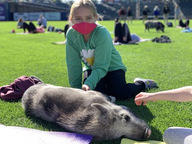 Families go hog wild for pig yoga at Coca-Cola Park | News | wfmz.com