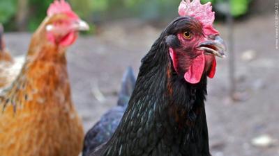 Lehigh Valley planners take on warehouses, apartments, and chicken coop ...