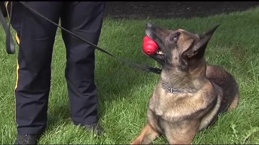 Quakertown Police hold retirement ceremony for K9 Officer Fury ...