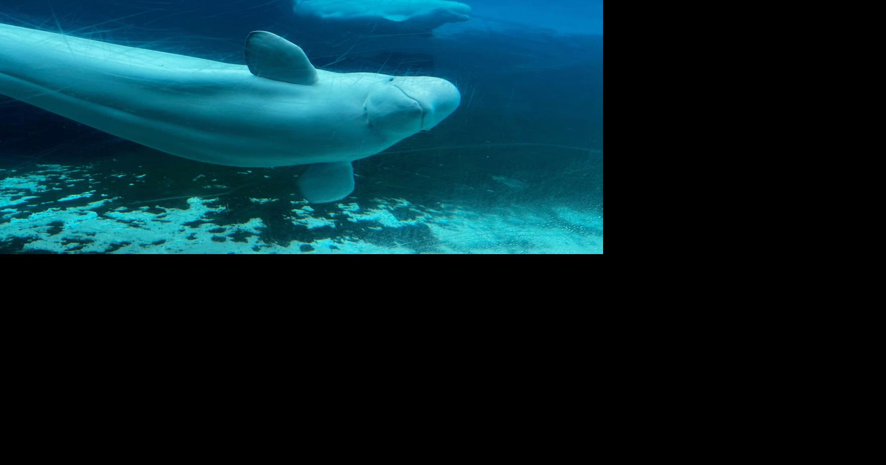 Canada gives conditional approval for Marineland to export remaining ...