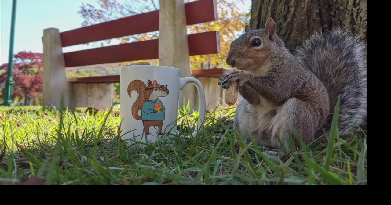 Palmerton man searching for ways to remember squirrel who made the ...