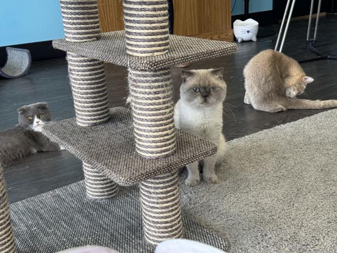 Berks pet shop welcomes customers back months after fire, will hold cat ...