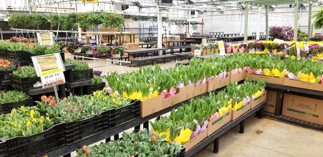 ‘We’re pumped’: 110-year-old plant business sprouts up at former Dan ...