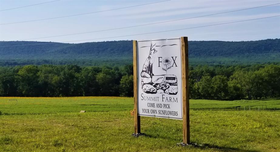 Pick-your-own sunflower farm returning with first-rate views, photo ops ...