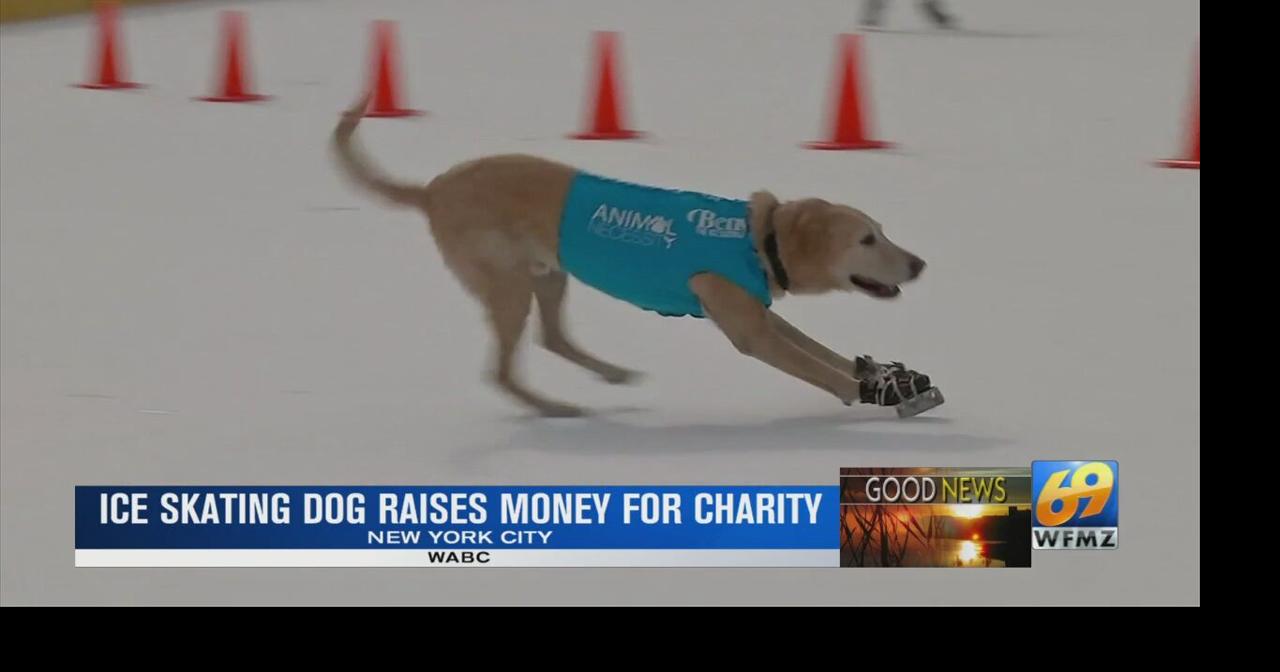 Rescue dog hits the ice rink | Good News | wfmz.com