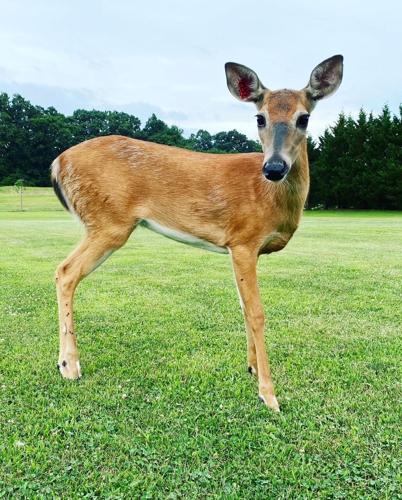 “Deer & Tater Tots”: Union Township entrepreneur going viral with pet ...