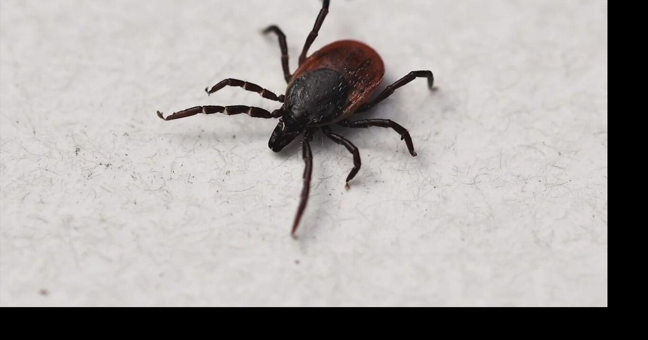 Threat of tick-borne illness on the rise in Pa., infectious disease ...