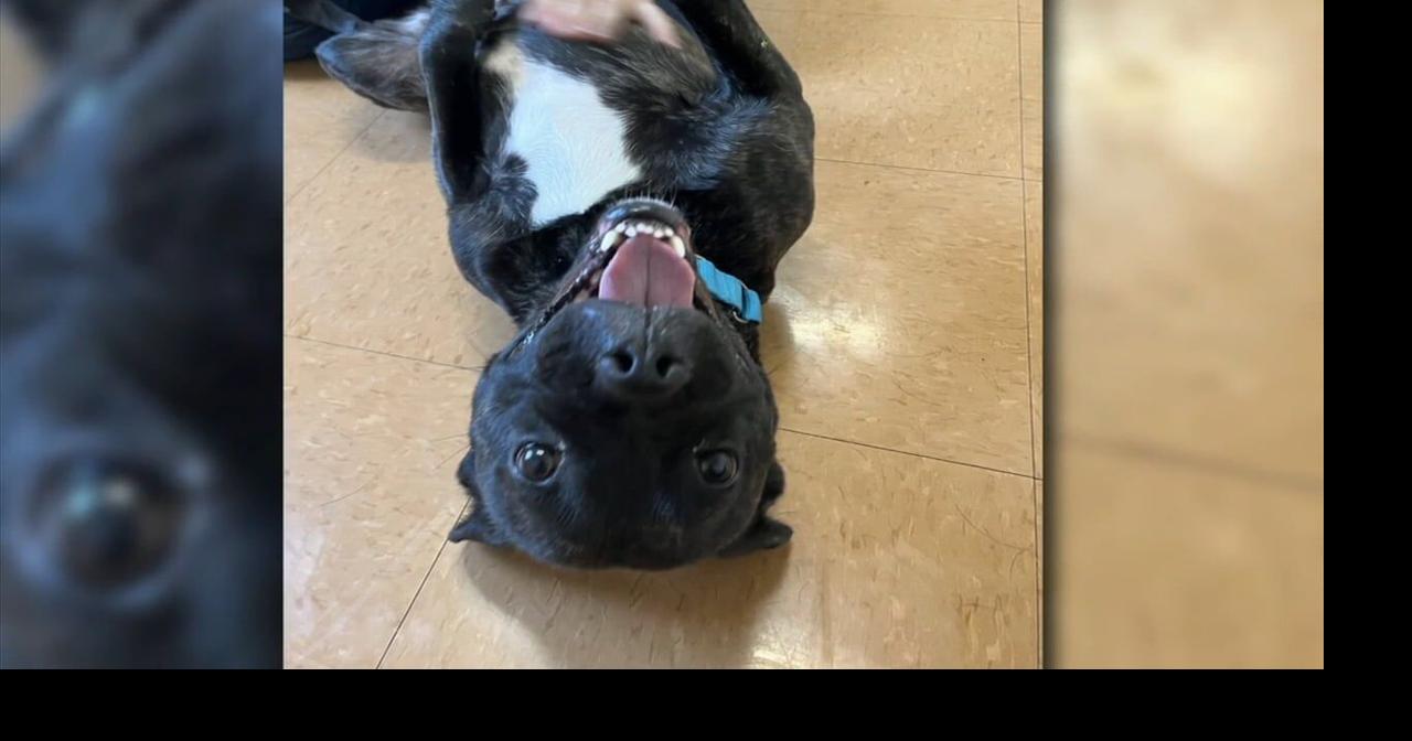 Furry Friends: Lala & Candy Apple | Berks Regional News | wfmz.com