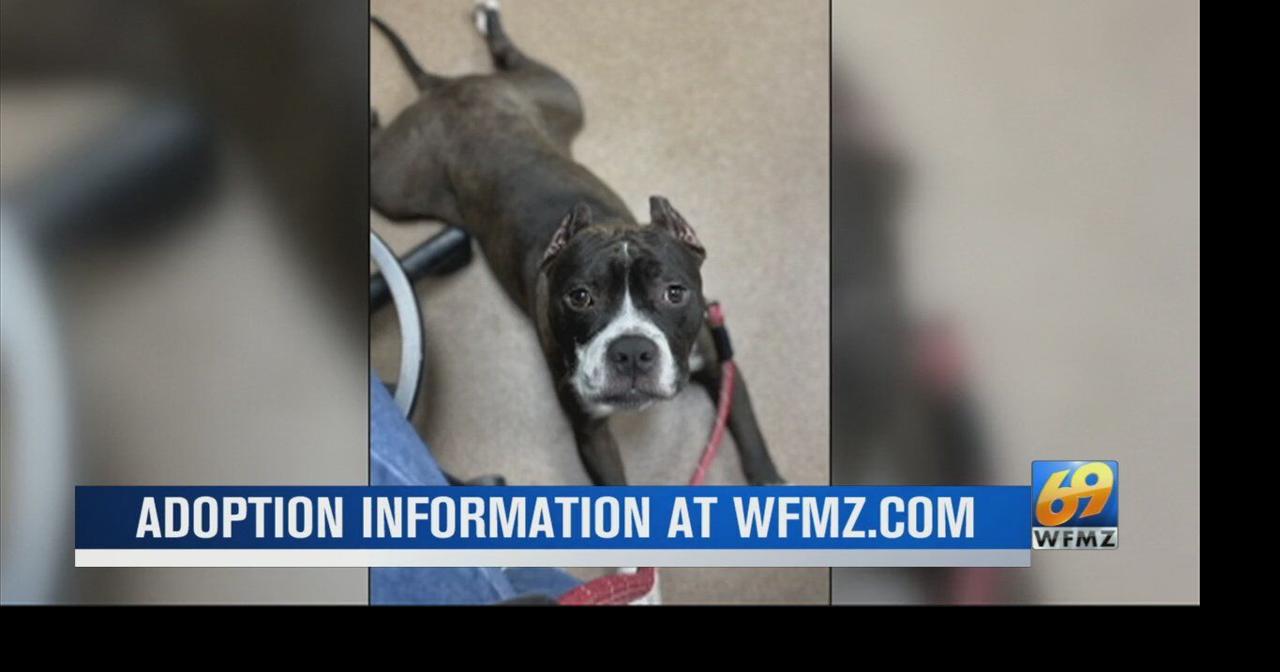 Furry Friends: Blizzard and Dancer | Video | wfmz.com