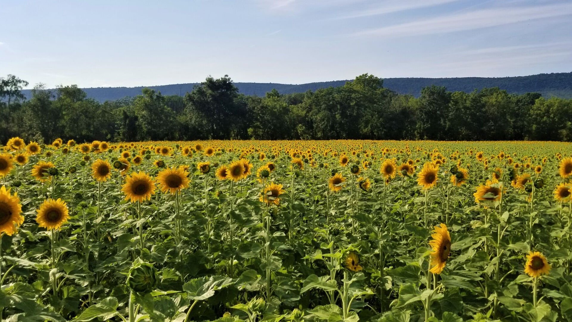 Pick-your-own sunflower farm returning with first-rate views, photo ops ...