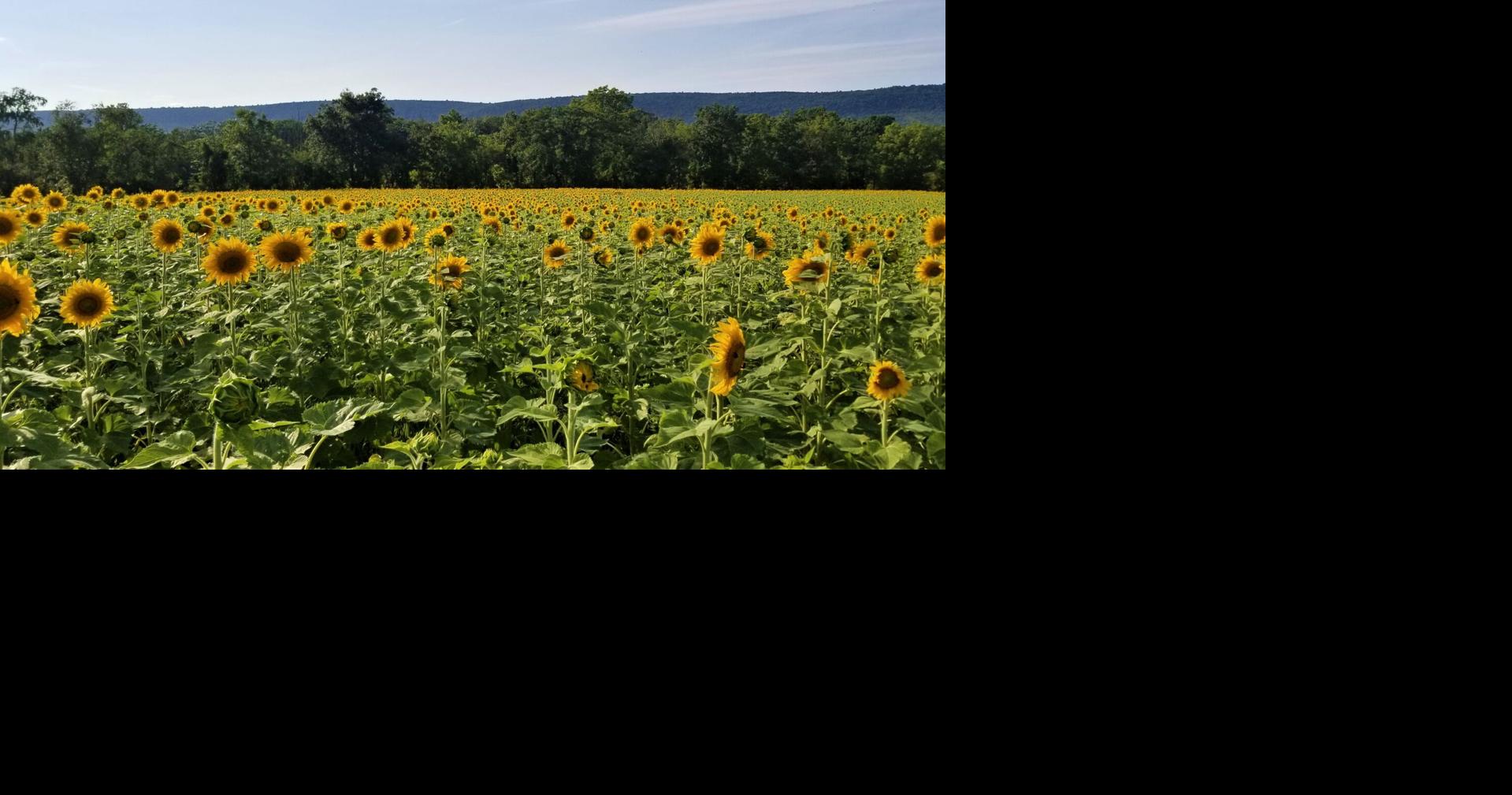 Lehigh Valley's new pick-your-own sunflower farm serves up first-rate ...