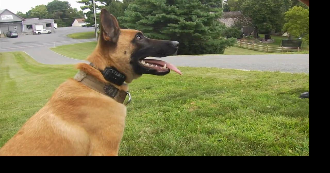 Lower Heidelberg Police unveil department's newest K9 officer | Berks ...