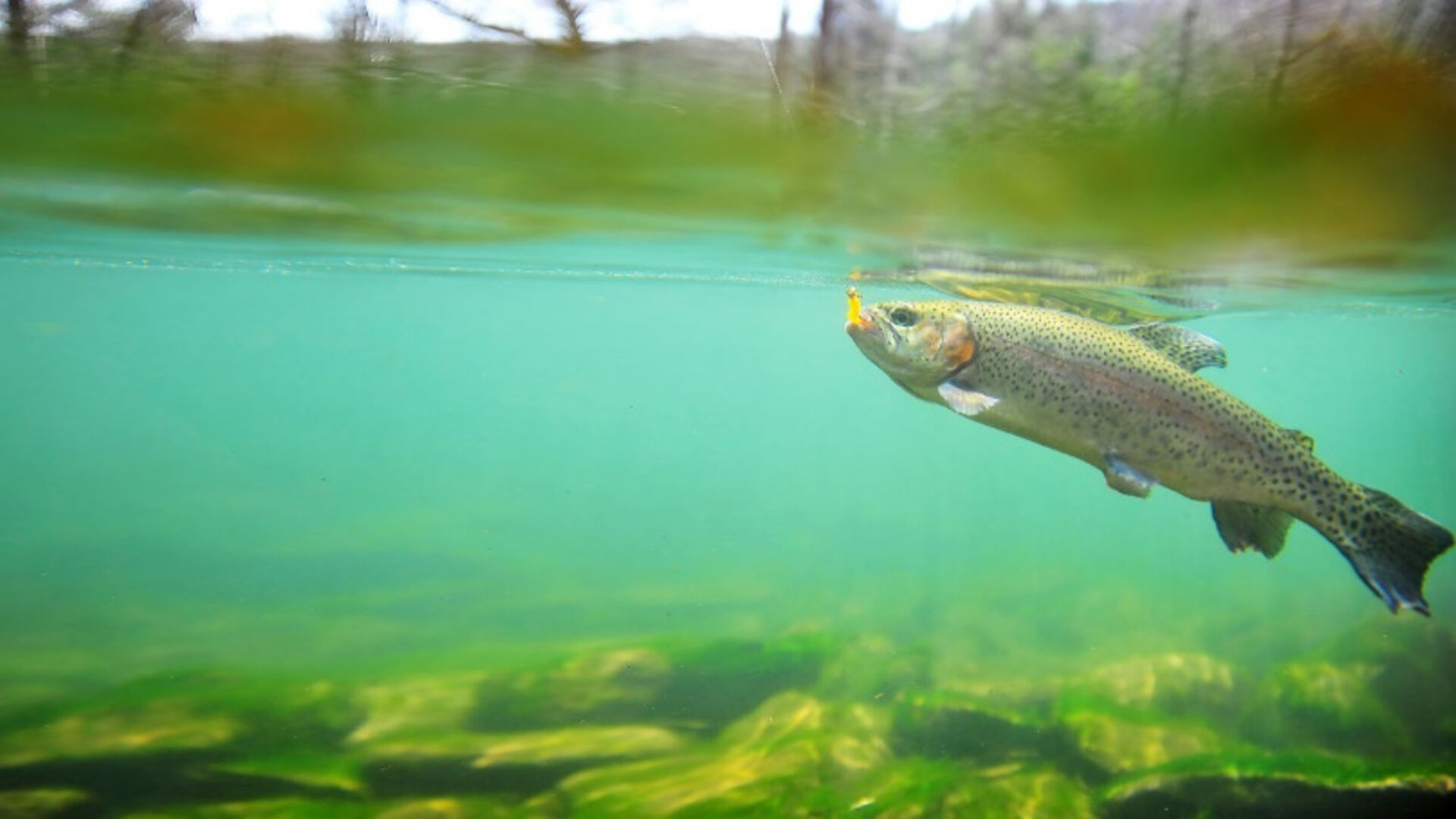 Pennsylvania’s Opening Day of Trout Season kicks off this Saturday ...