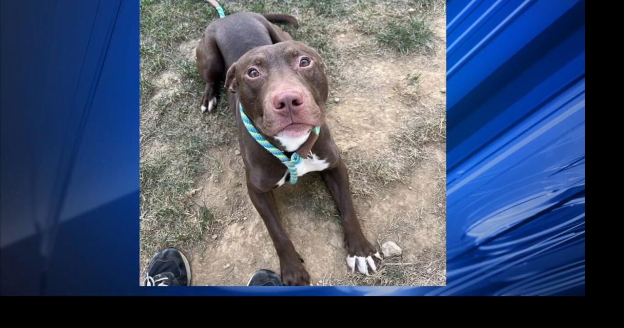 Furry Friends: Kota and Jinxy | Berks Regional News | wfmz.com
