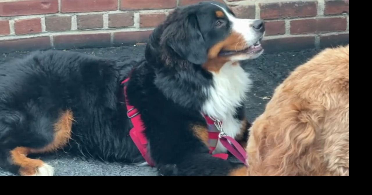 Fightin' Phils celebrate Mother's Day with 'Bark at the Park' and ...