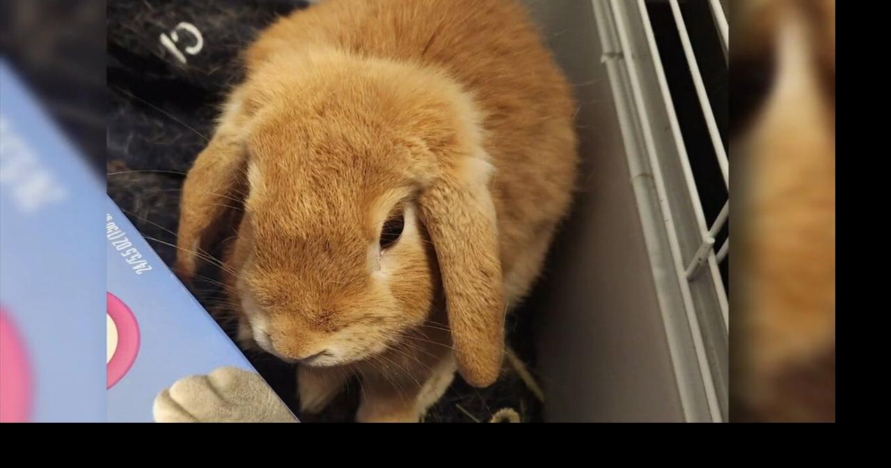 Furry Friends: Sugar Ray & Donut | Berks Regional News | wfmz.com