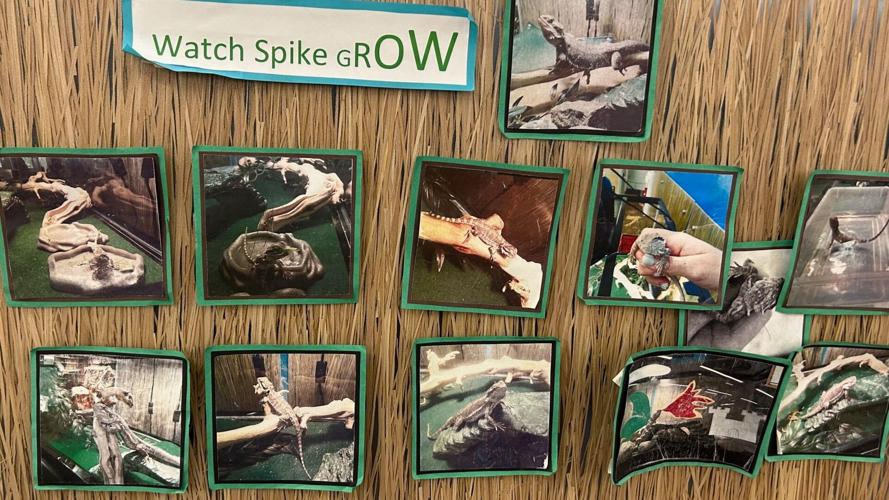 BAPL to say goodbye to beloved library lizard | Bethlehem Area | wfmz.com