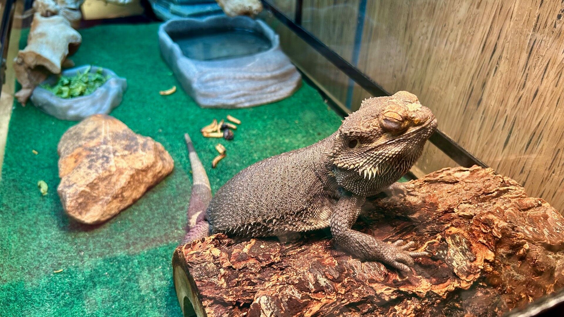 BAPL to say goodbye to beloved library lizard | Bethlehem Area | wfmz.com