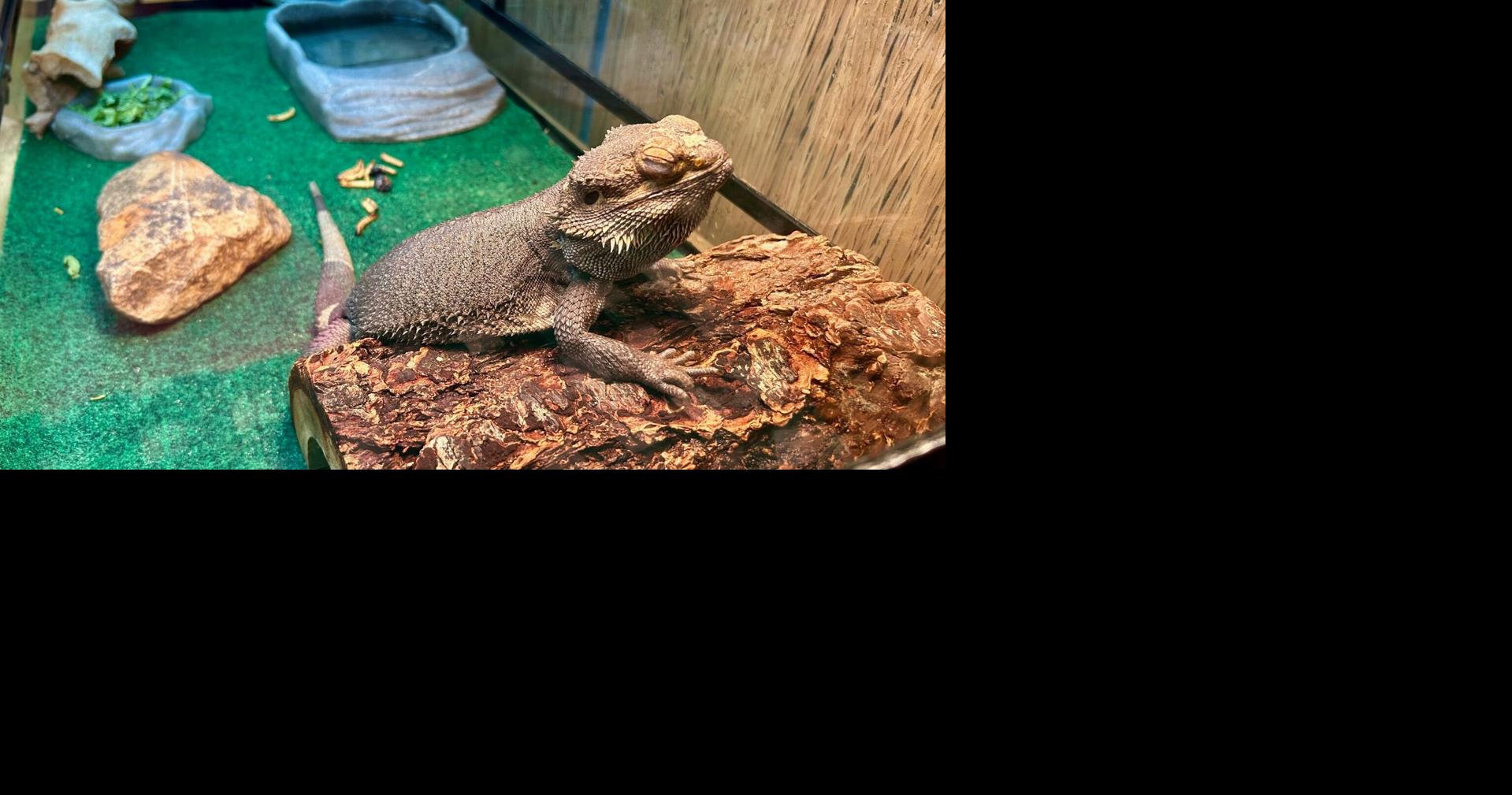 BAPL to say goodbye to beloved library lizard | Bethlehem Area | wfmz.com