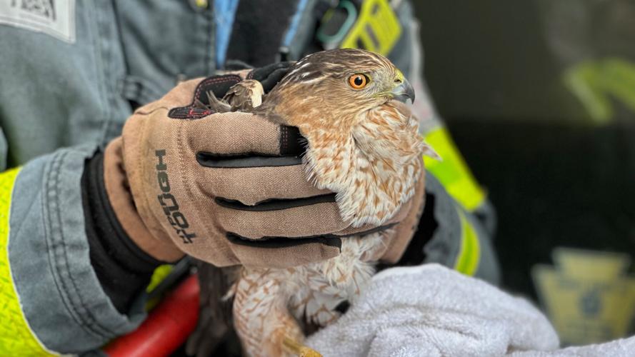 Firefighters swoop in to save injured hawk in Reading | Berks Regional ...