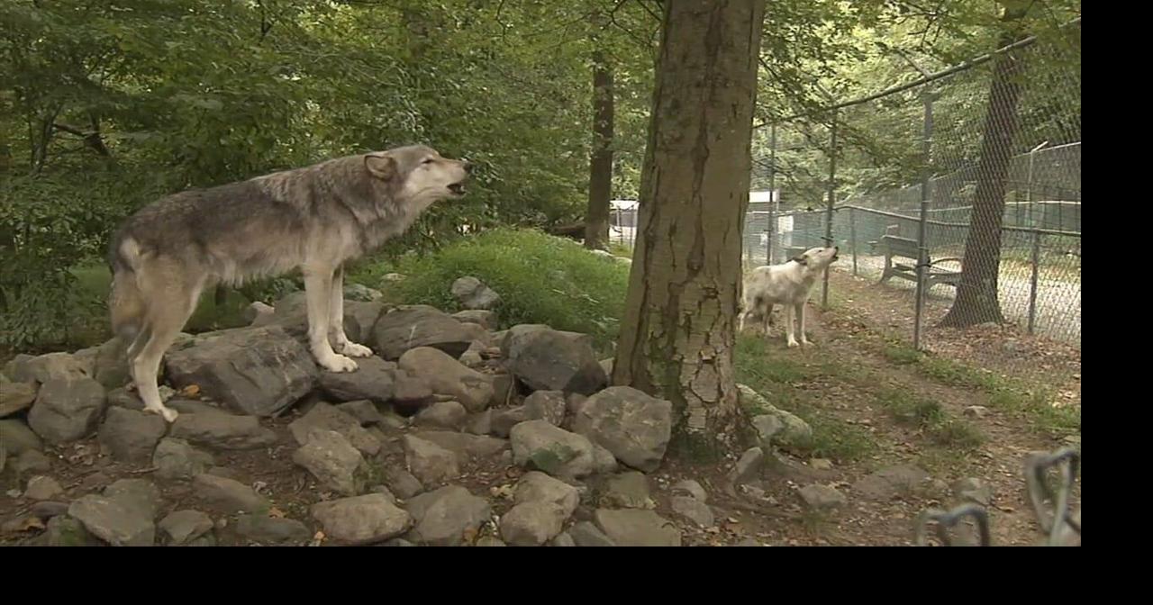 Wolves welcome thousands of people to Warren County each summer ...