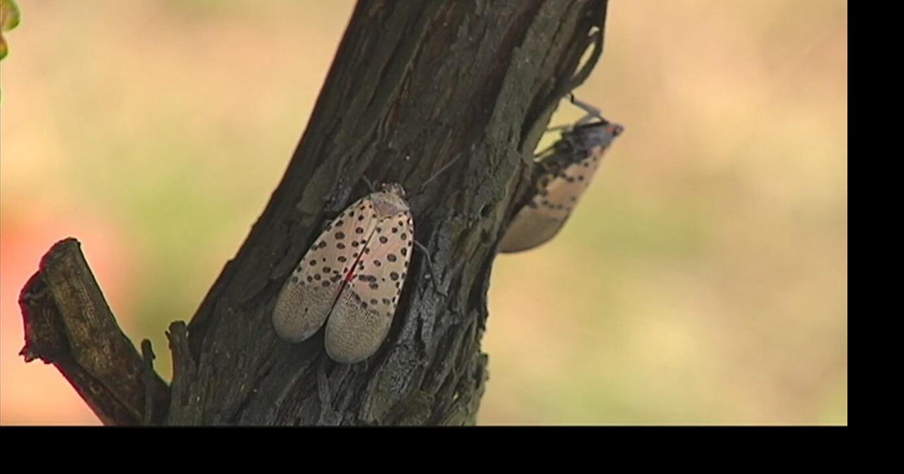 Pa. official: Spotted lanternfly could pose danger to food supply ...