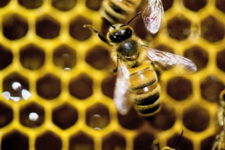 A diet of royal jelly isn't the only thing that makes a queen bee ...
