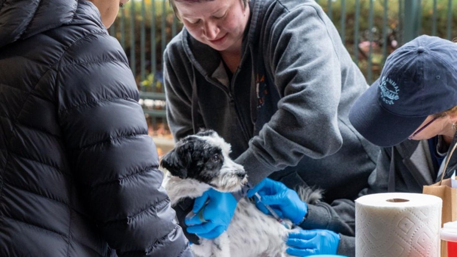 Realizarán vacunas a bajo costo para perros y gatos en Wyomissing ...